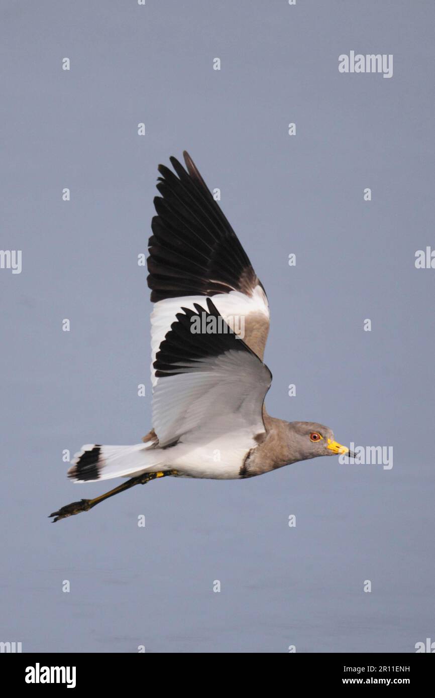 Grey-headed lapwing (Vanellus cinereus), Grey-headed Lapwing, Animals ...