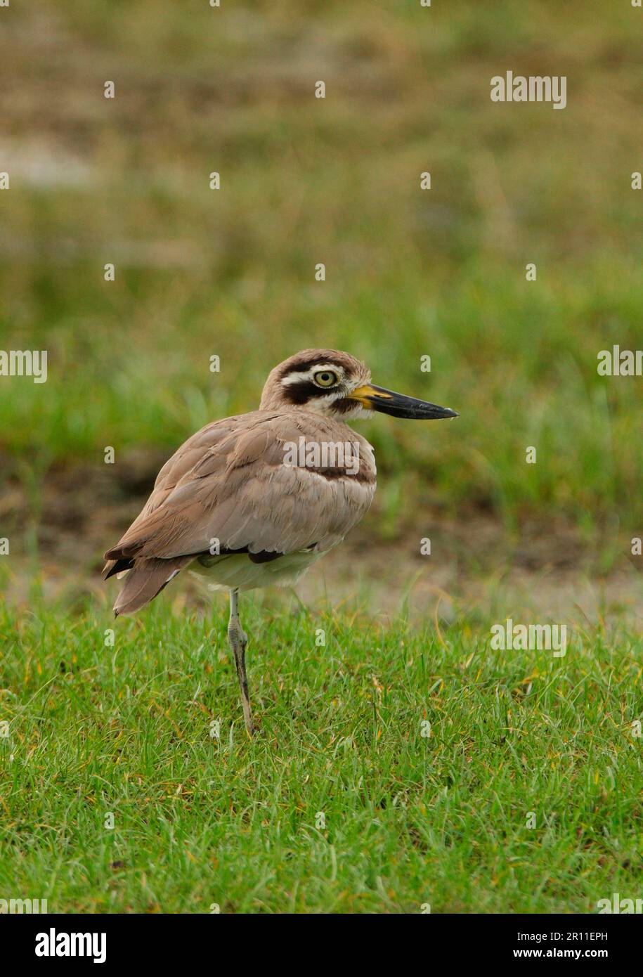 Large fat-knee (Esacus recurvirostris), adult, standing on one leg in ...