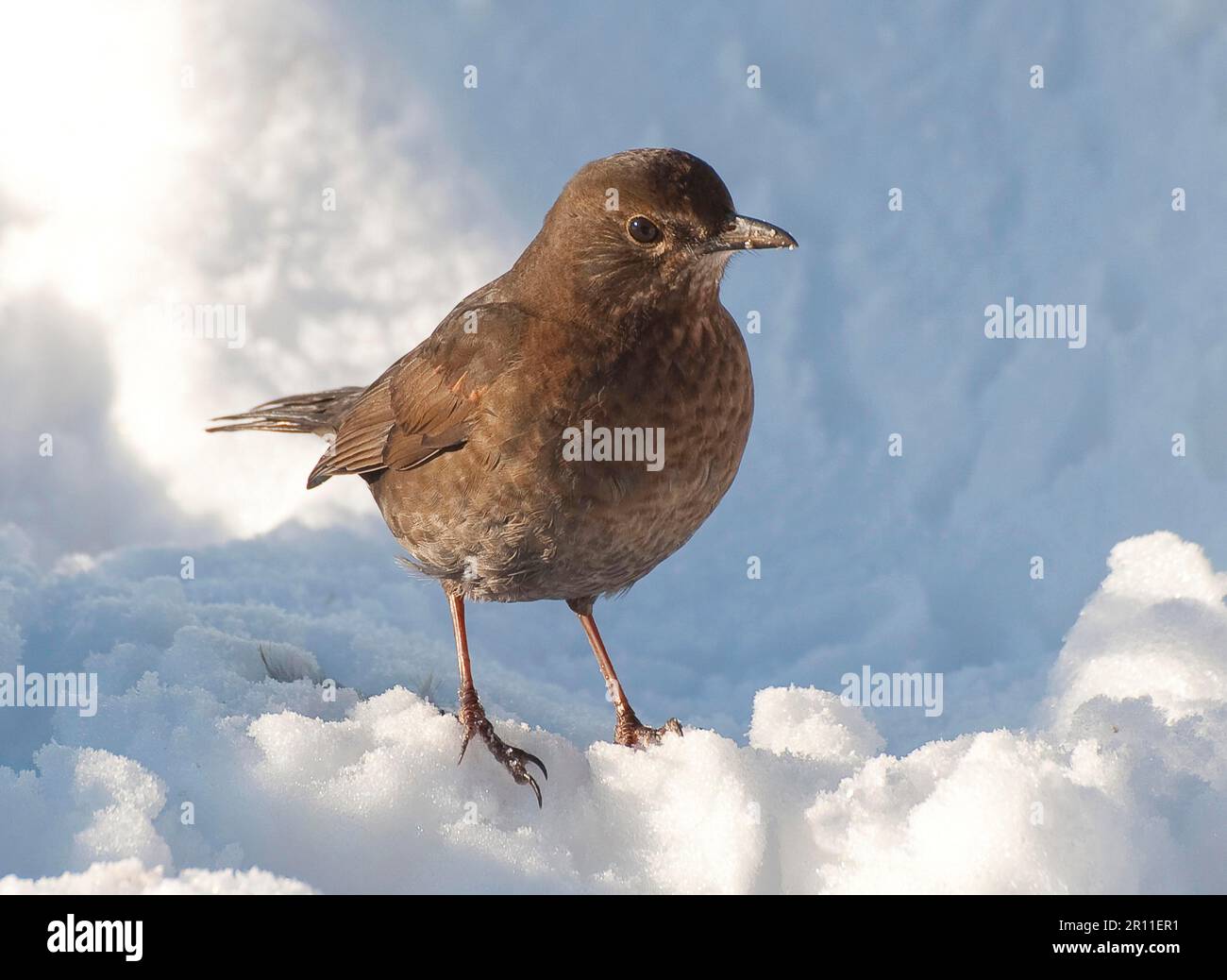 Blackbird, blackbird, blackbirds (Turdus merula), songbirds, animals ...