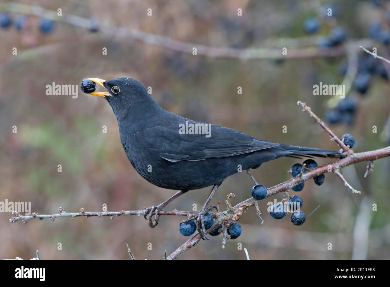 Blackbird, blackbird, blackbirds (Turdus merula), blackbirds, songbirds ...