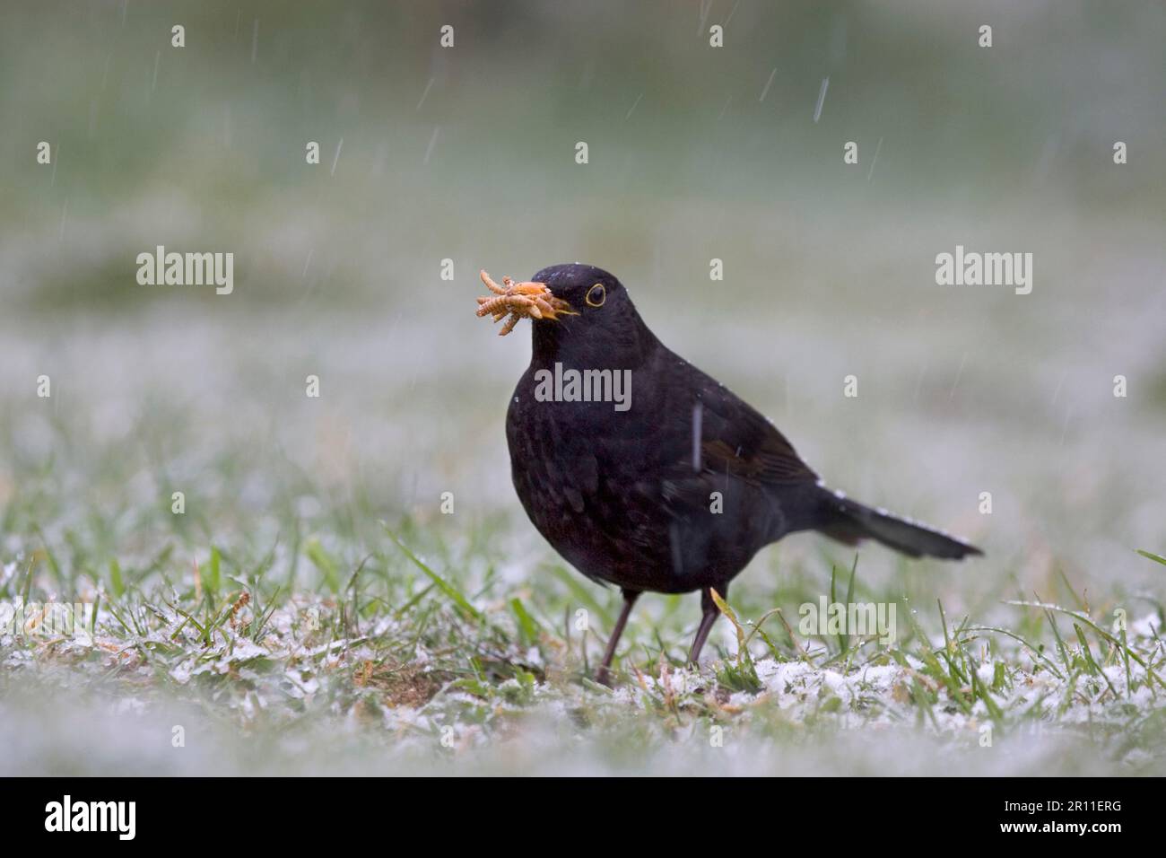 European blackbird (Turdus merula), adult male, with mealworms in beak ...