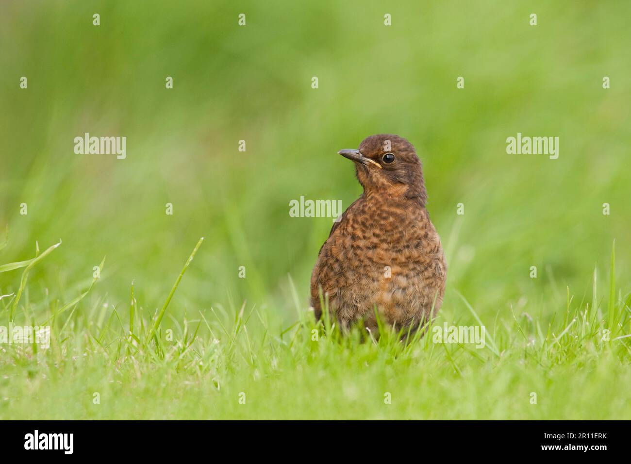 European Blackbird (Turdus merula) fledgling, standing on grass ...