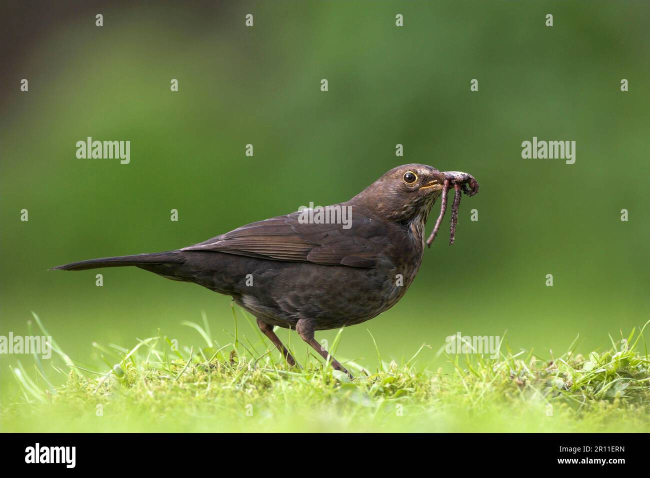 European blackbird (Turdus merula) adult female, collecting earthworms ...