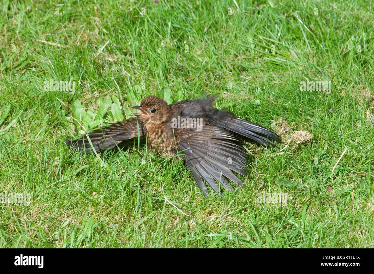 Blackbird, Blackbirds (Turdus merula), blackbirds, songbirds, animals ...