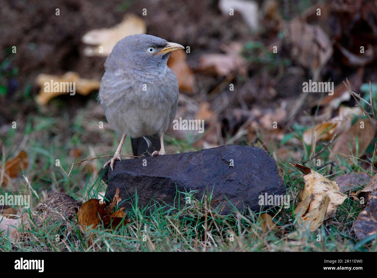 Jungle Babbler, Jungle Babbler, songbirds, animals, birds, Jungle ...