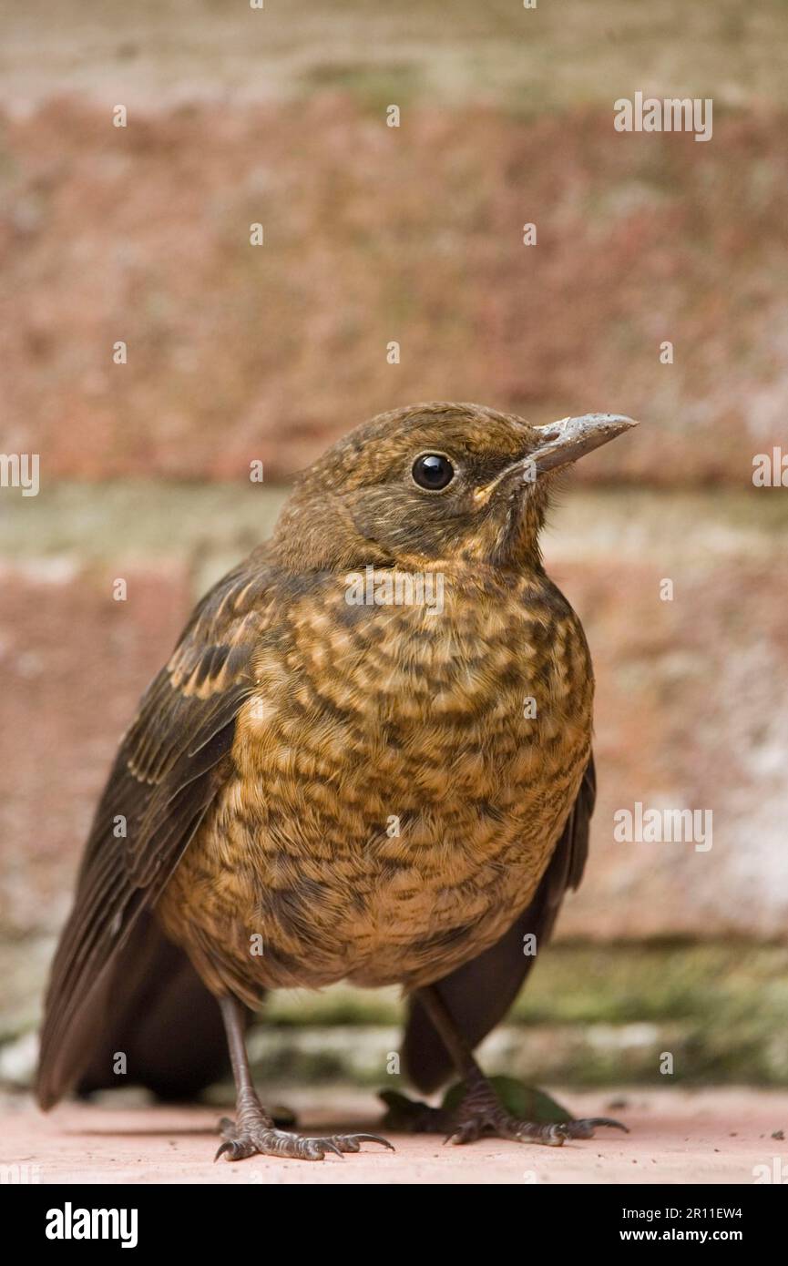 European Blackbird (Turdus merula) fledgling, 22 days old, in garden ...