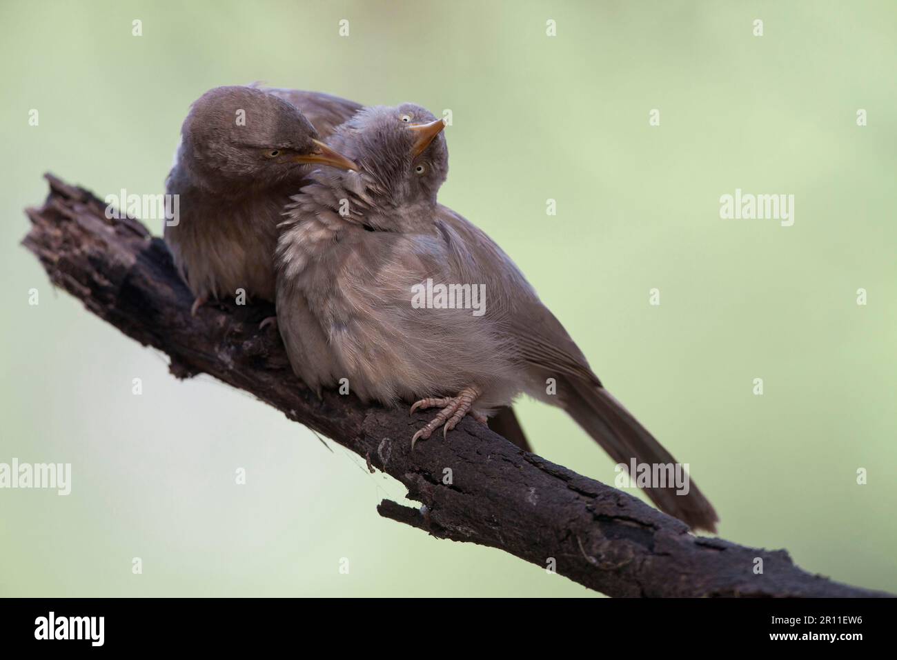 Jungle Babbler, Jungle Babbler, Songbirds, Animals, Birds, Jungle ...