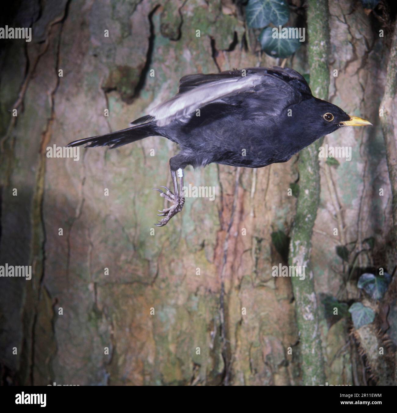 Blackbird, Blackbird, blackbirds (Turdus merula), Blackbirds, Songbirds ...