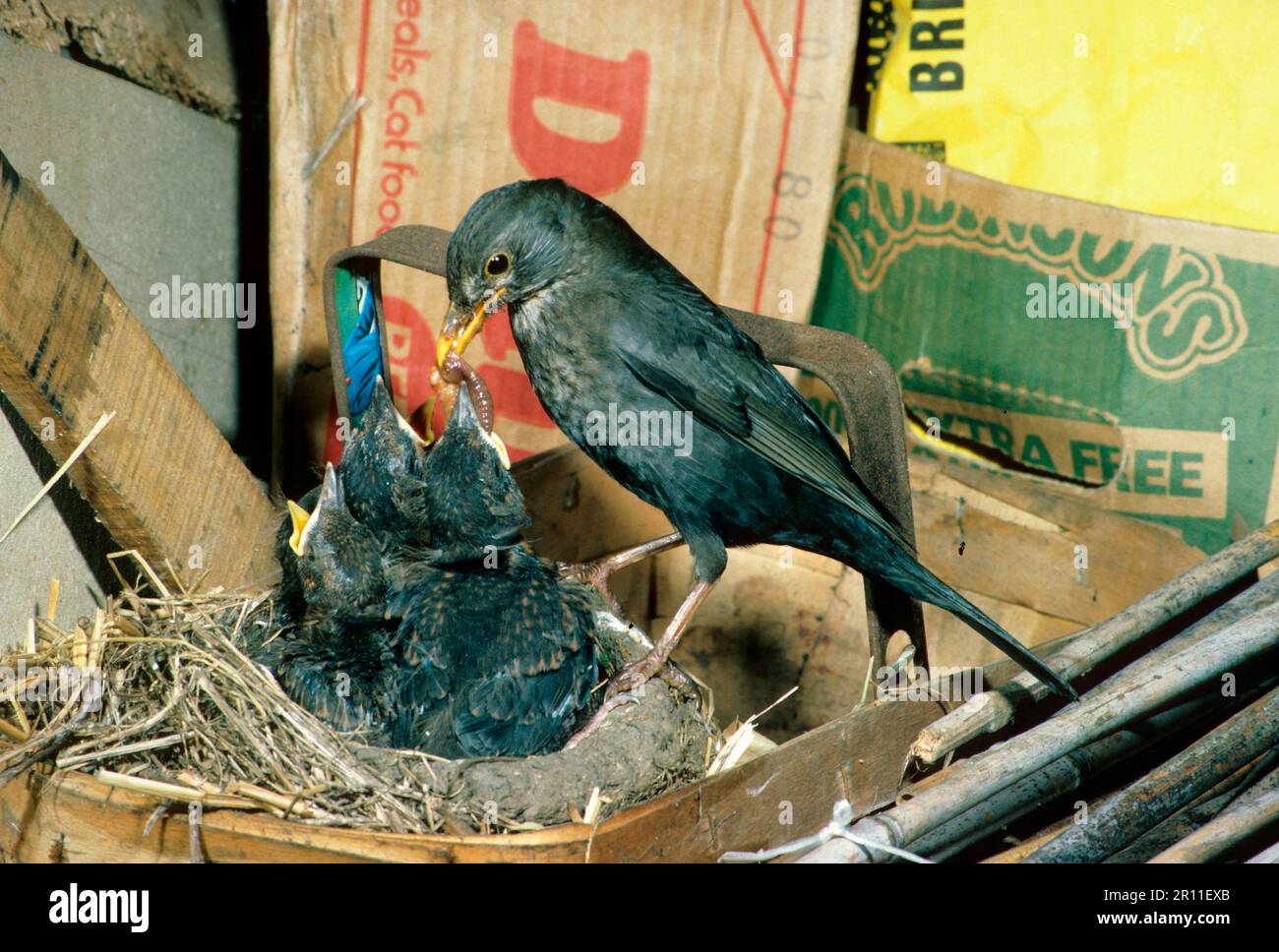 Blackbird, Blackbird, blackbirds (Turdus merula), Blackbirds, Songbirds ...