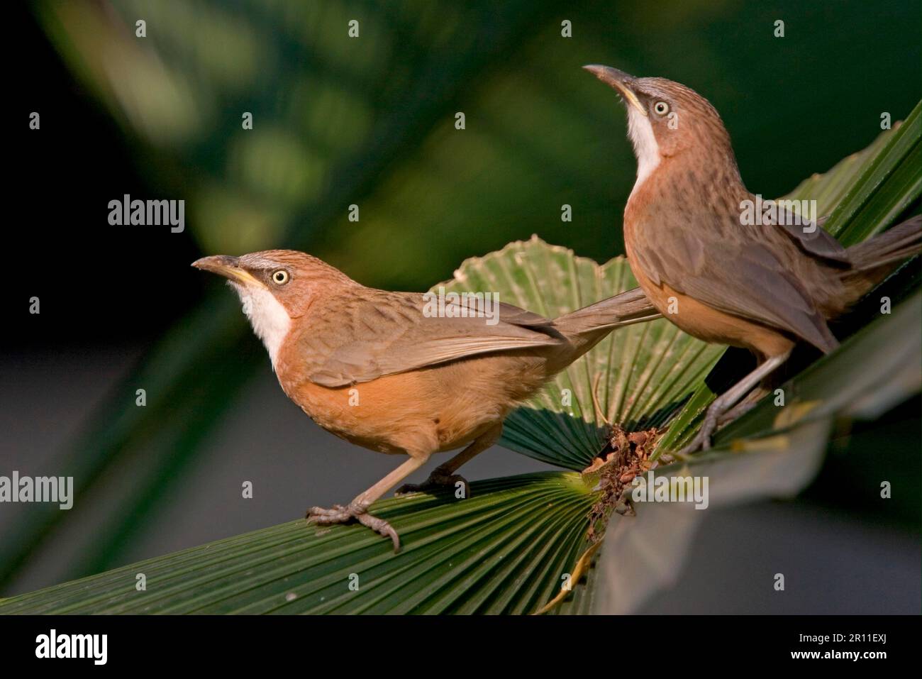 White-throated Babbler (Turdoides gularis) Pair in palm tree, Bagan ...