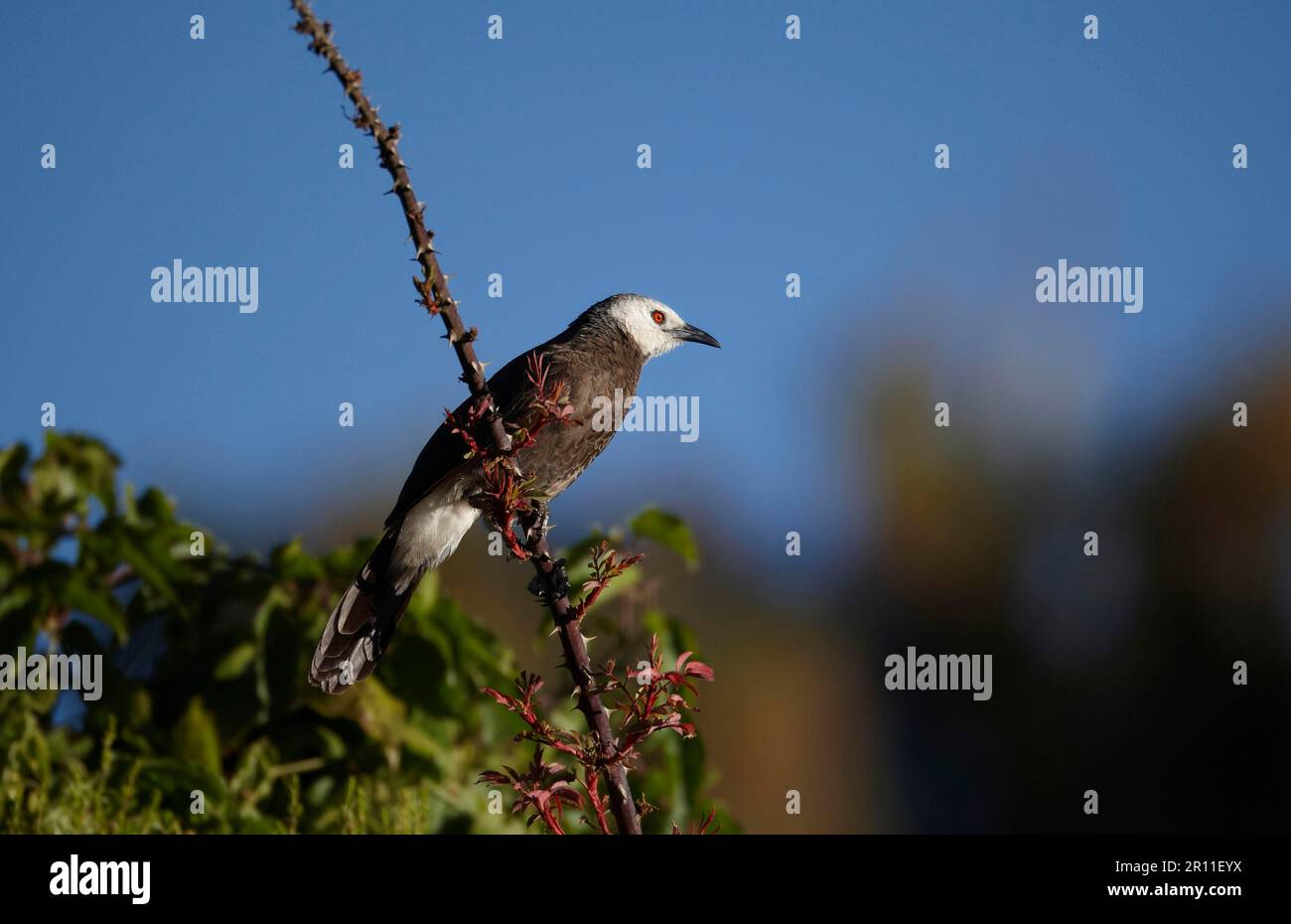 White-rumped Babbler, White-rumped Babbler, White-rumped Babbler ...