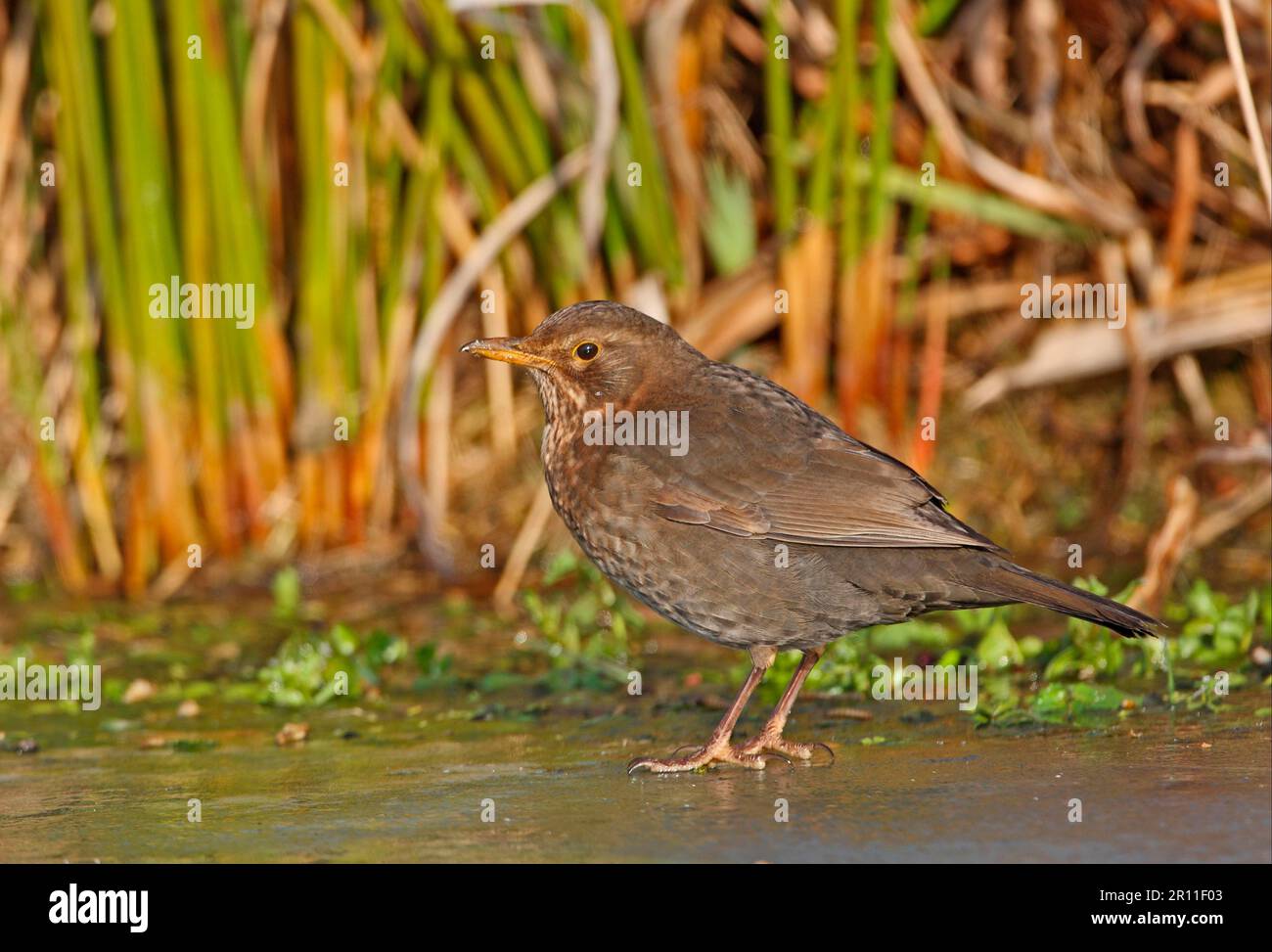 Blackbird, Blackbird, Blackbirds, songbirds, animals, birds, European ...