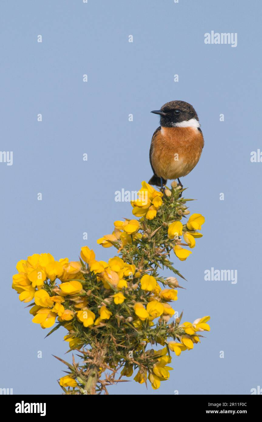 Adult stonechat hi-res stock photography and images - Alamy