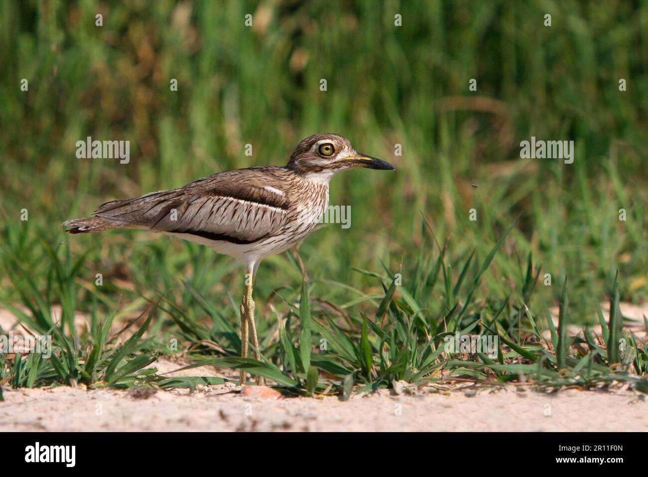Water thick-knees (Burhinus vermiculatus), Water Darter, Animals, Birds ...