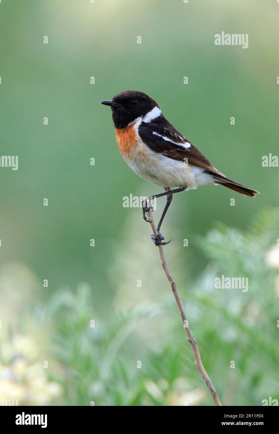 Siberian Stonechat, Siberian Stonechat, songbirds, animals, birds ...