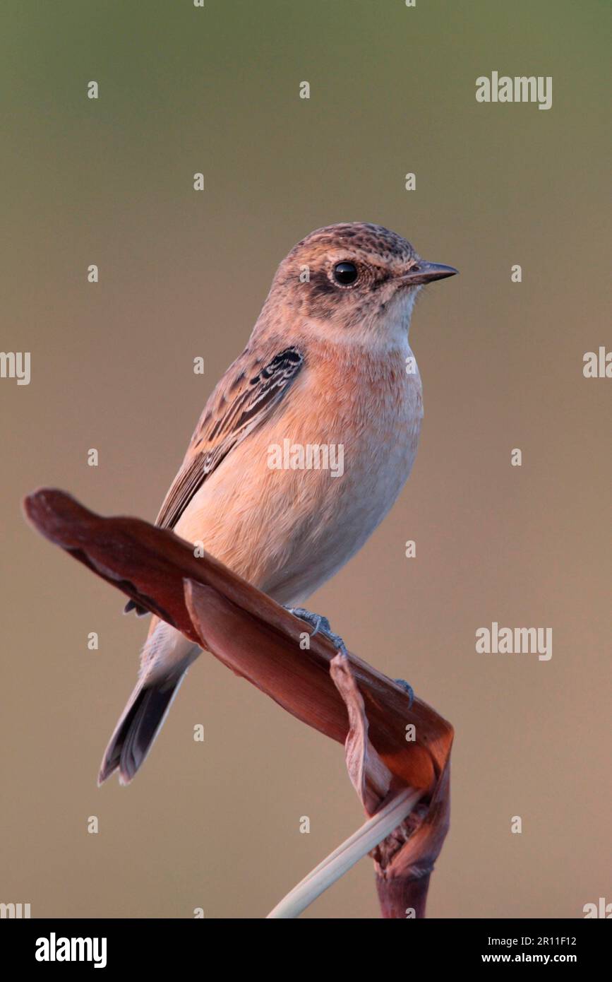Siberian stonechat hi-res stock photography and images - Alamy
