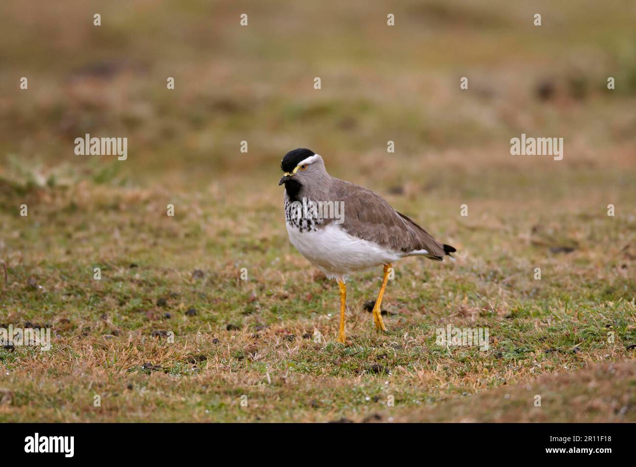Spot-breasted Lapwing, spot-breasted lapwings (Vanellus melanocephalus ...