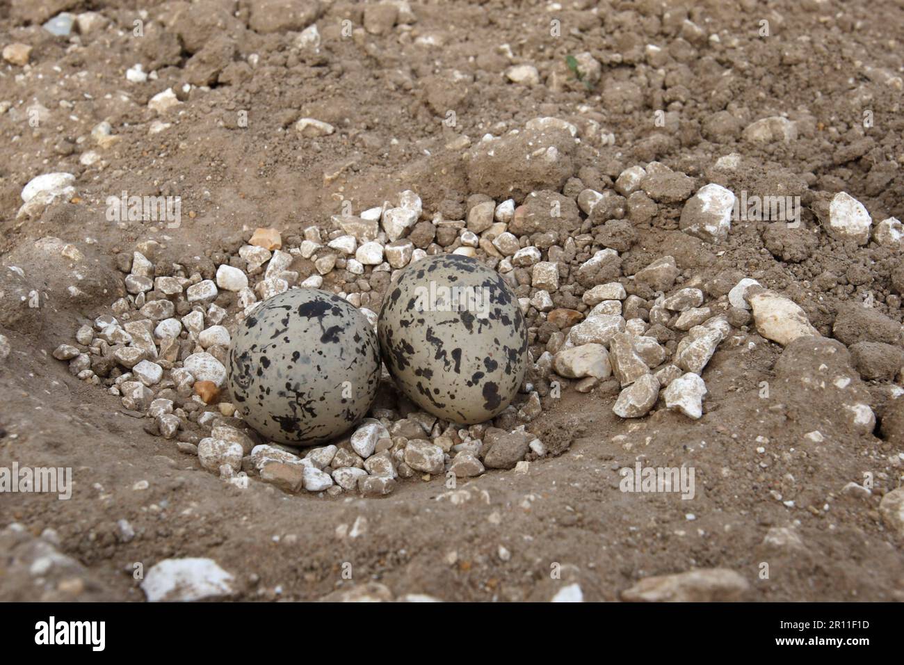 Nest and two eggs of Eurasian stone curlew (Burhinus oedicnemus) in the ...