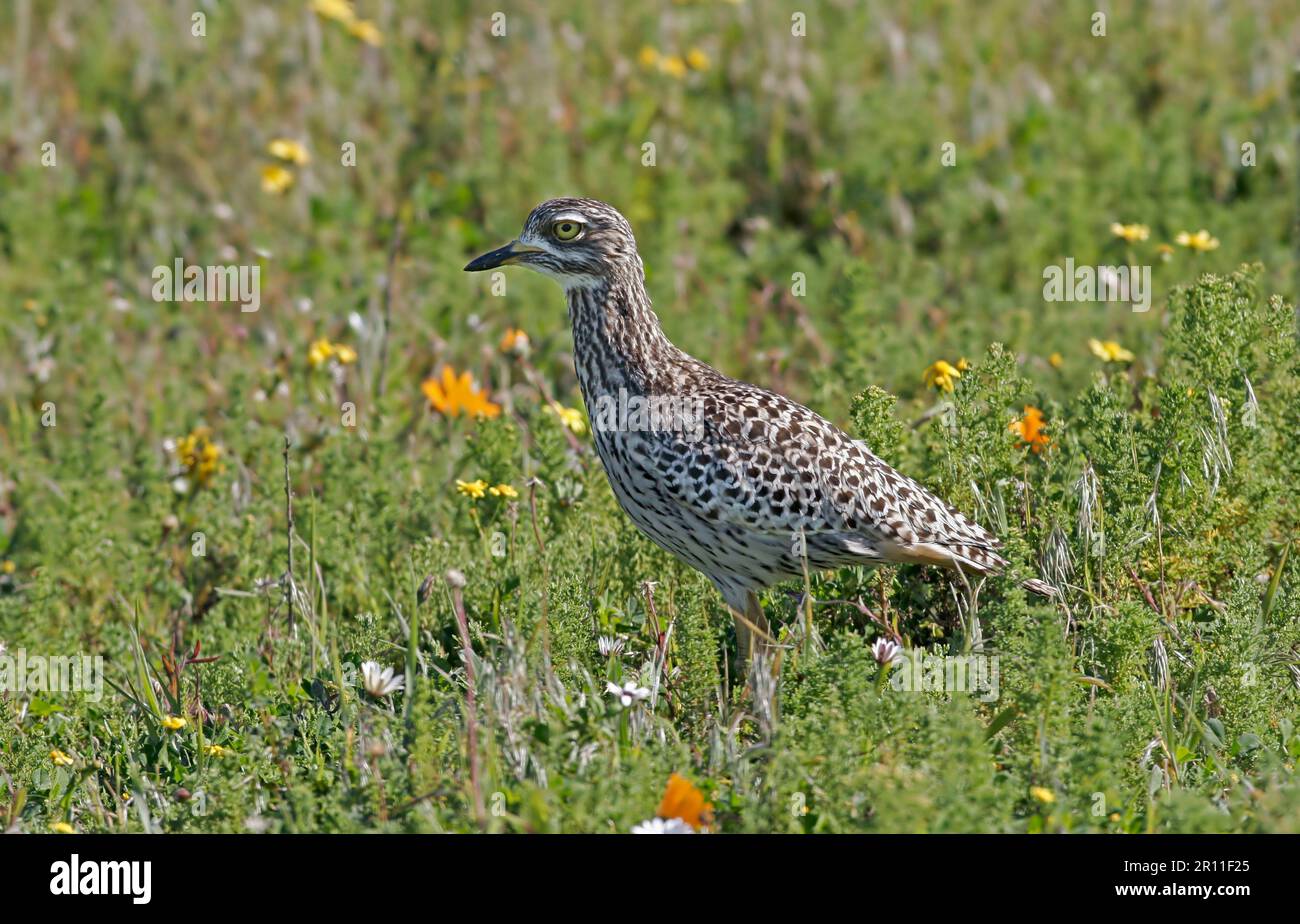 Spotted Dikkop (Burhinus capensis) adult, standing in breeding ...
