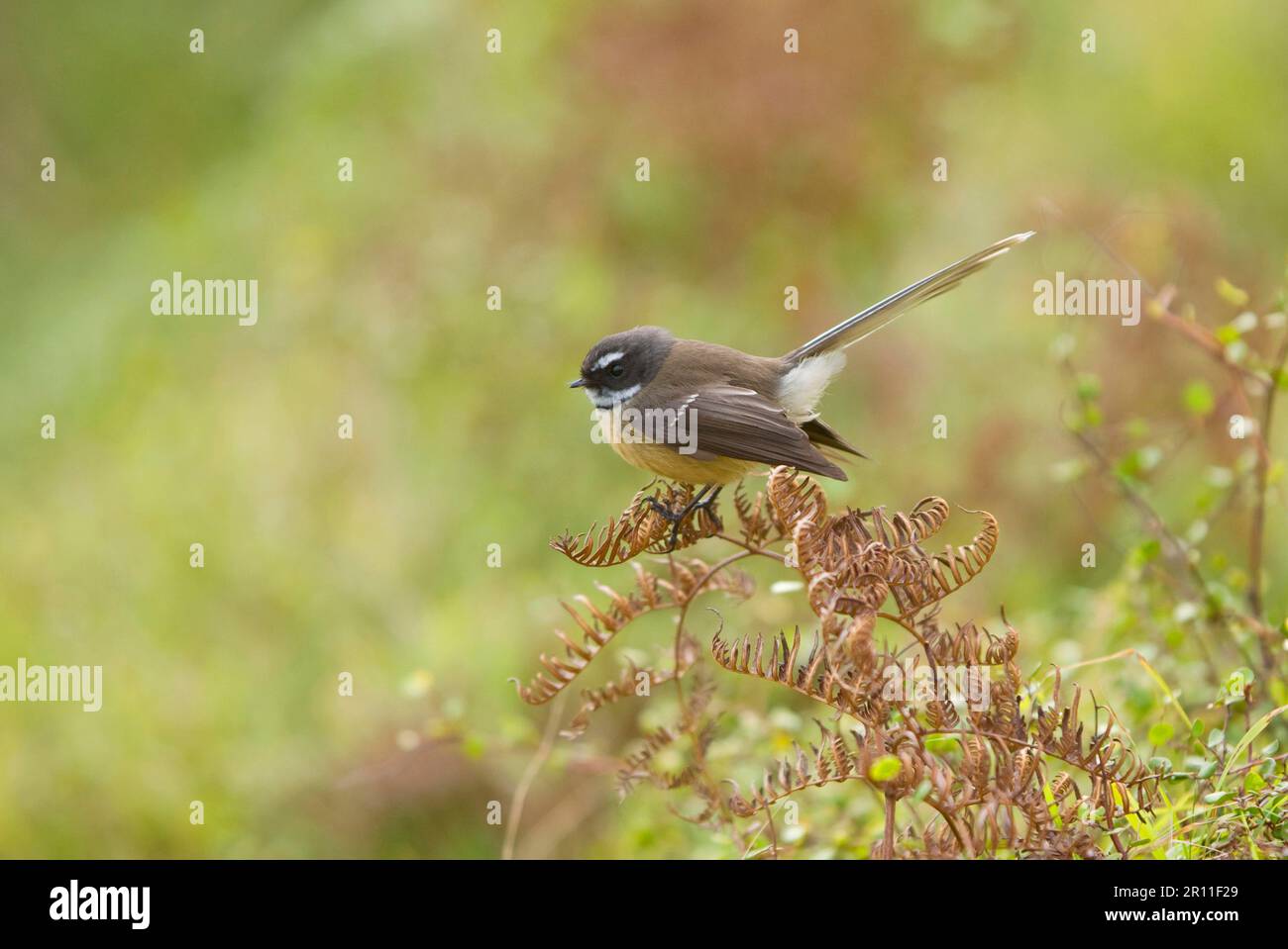 New Zealand Fantail, New Zealand Fantail, New Zealand Fantail, New ...