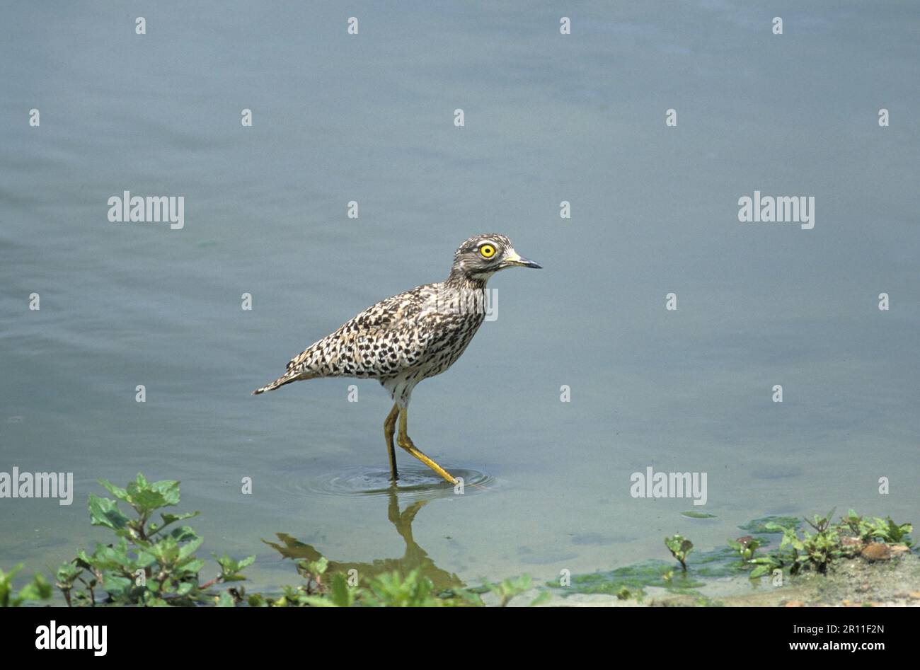 Spotted spotted thick-knee (Burhinus capensis) walking in the water ...