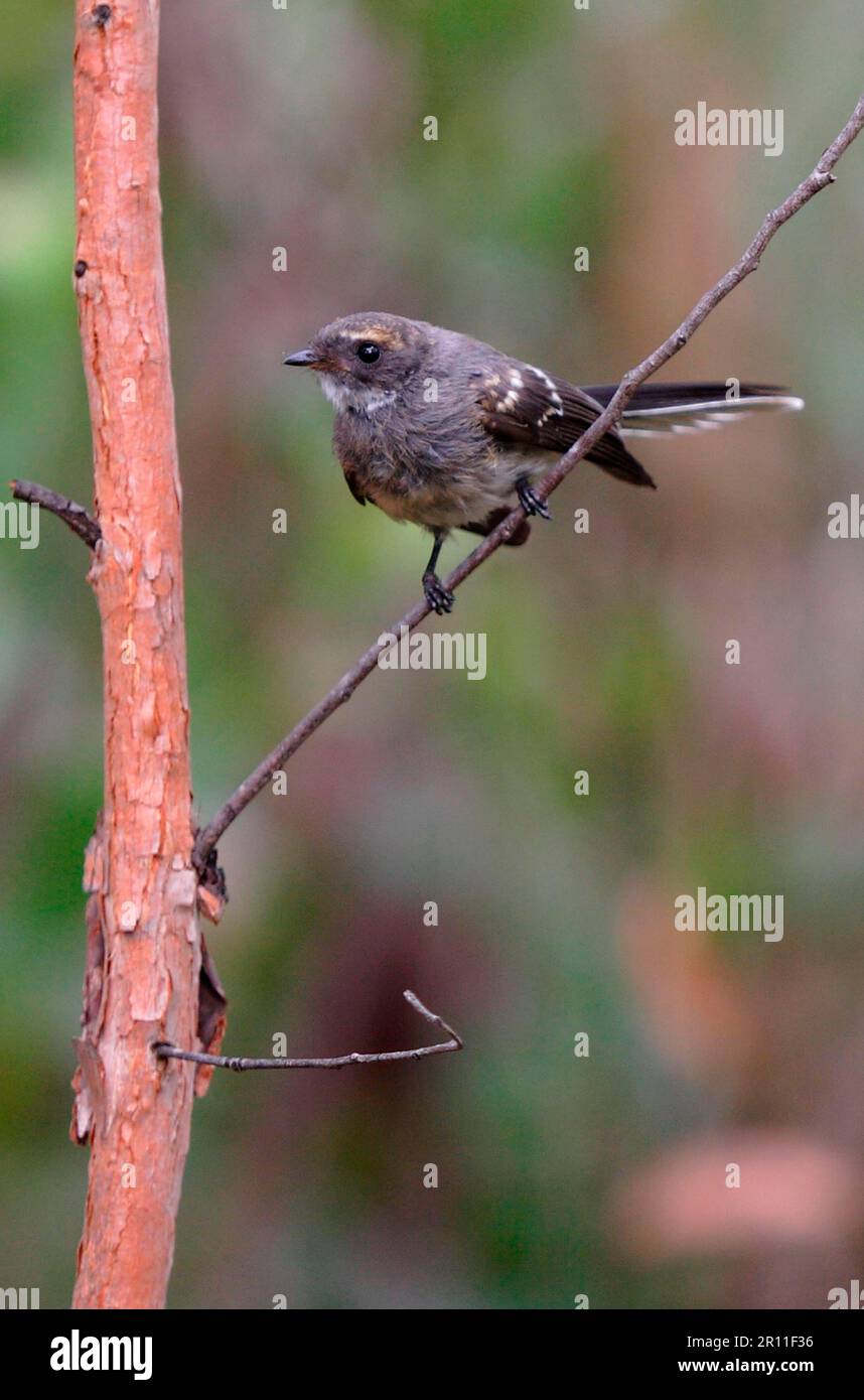 New Zealand Fantail, New Zealand Fantail, New Zealand Fantail, New ...