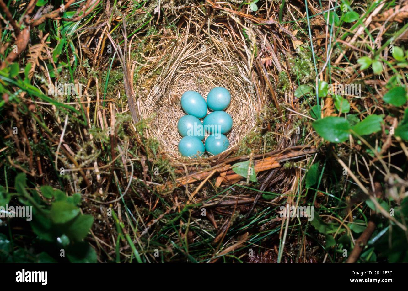 Flycatcher eggs hi-res stock photography and images - Alamy