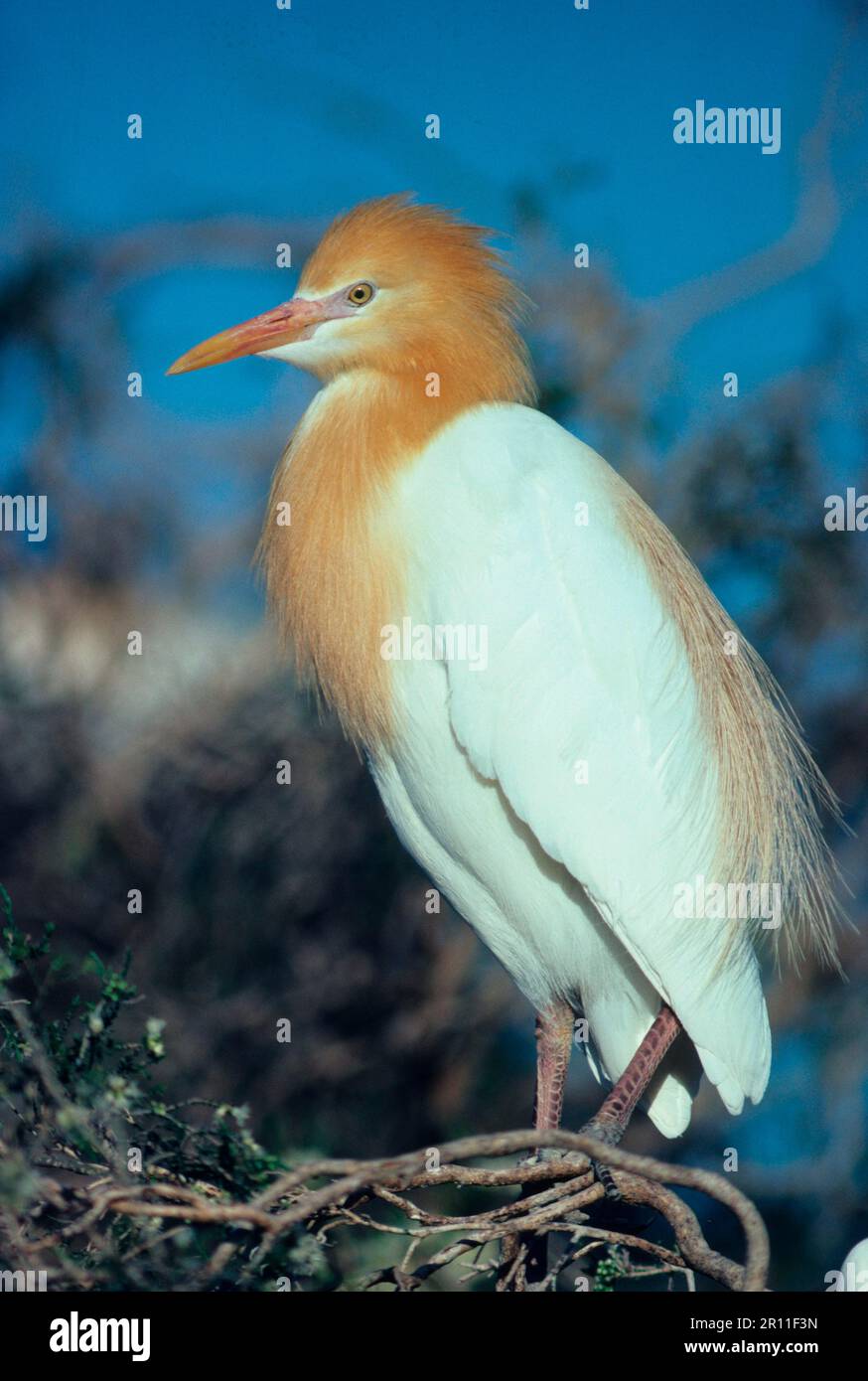 Cattle Egret/Egret in Tree Cattle Egret/Egret in Tree (Ardeola ibis ...