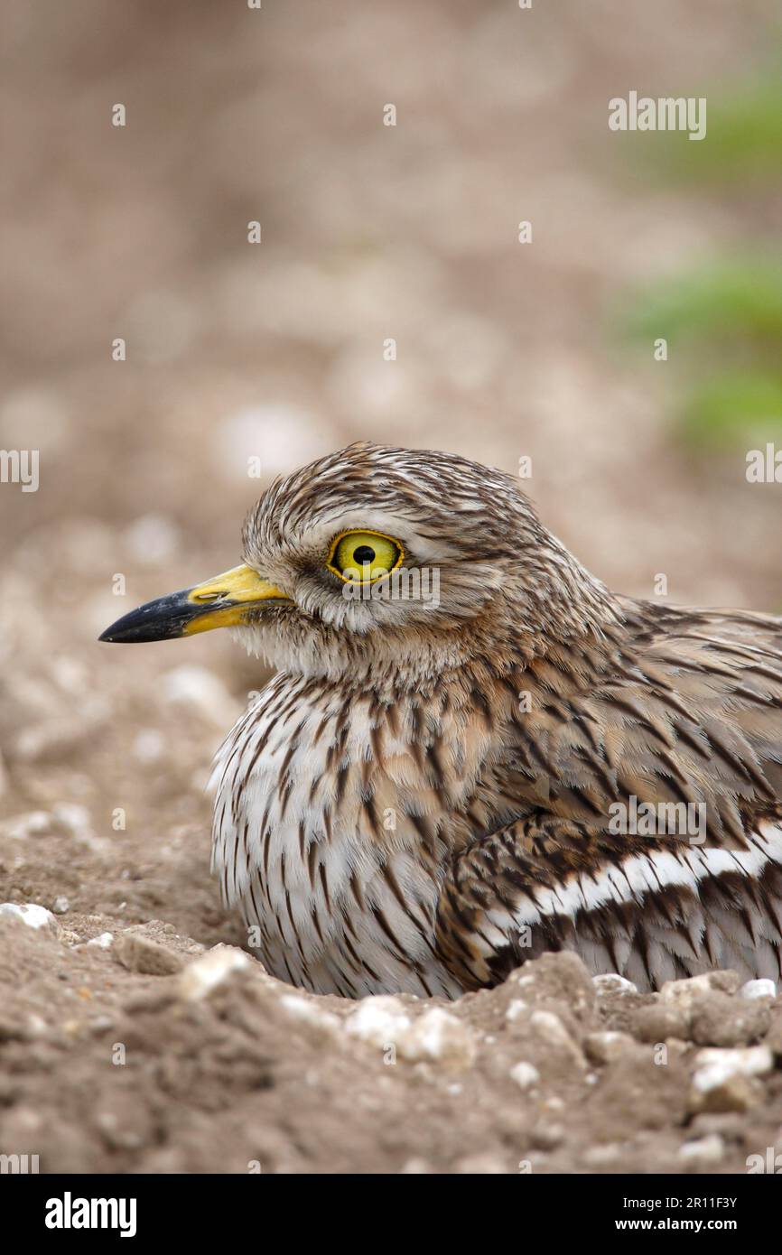Eurasian stone curlew (Burhinus oedicnemus) adult, close-up of head ...