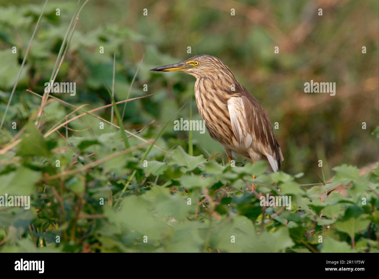 Indian indian pond heron (Ardeola grayii) adult, non-breeding plumage ...