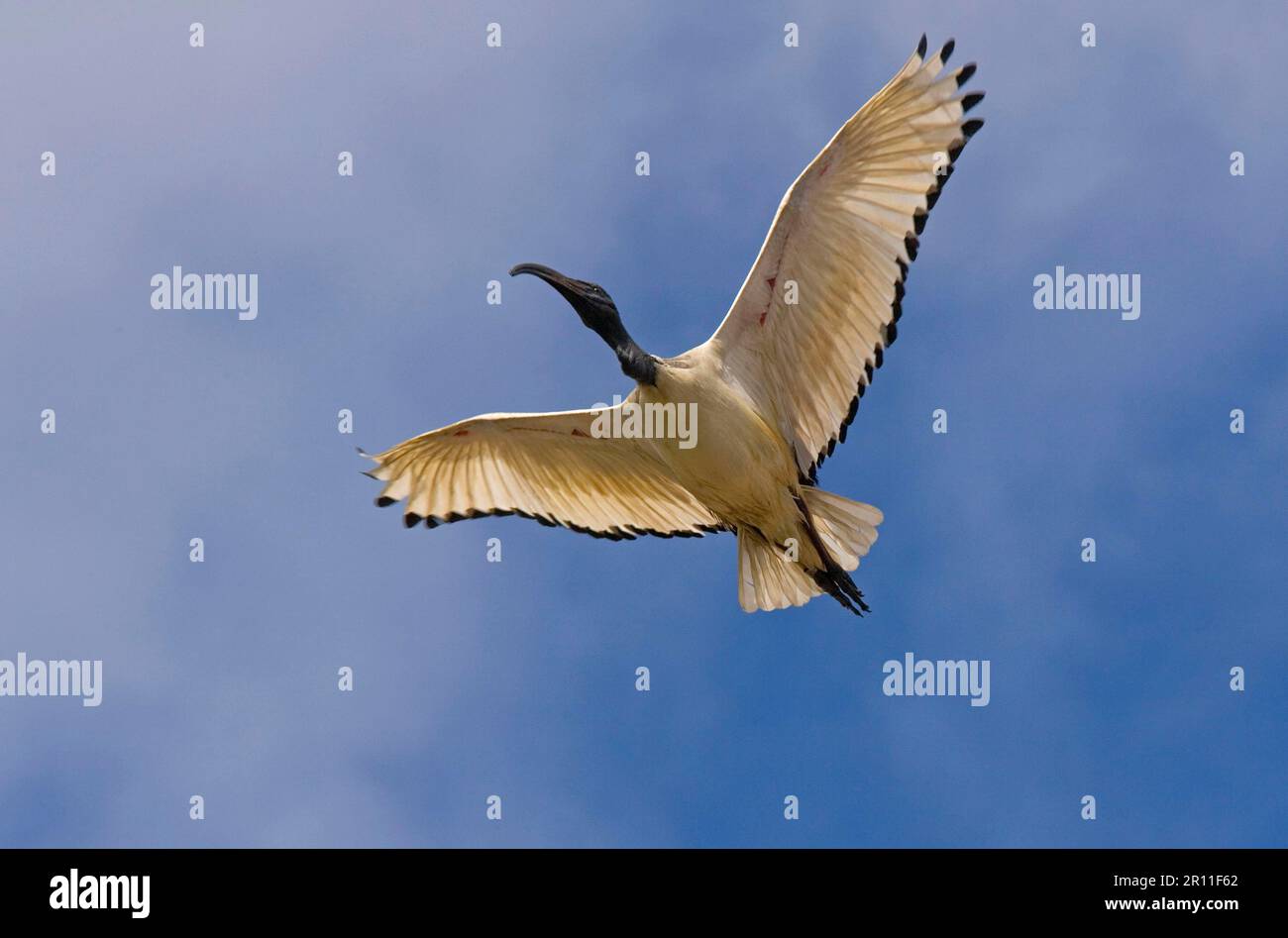 Sacred Ibis, african sacred ibises (Threskiornis aethiopicus), Animals ...