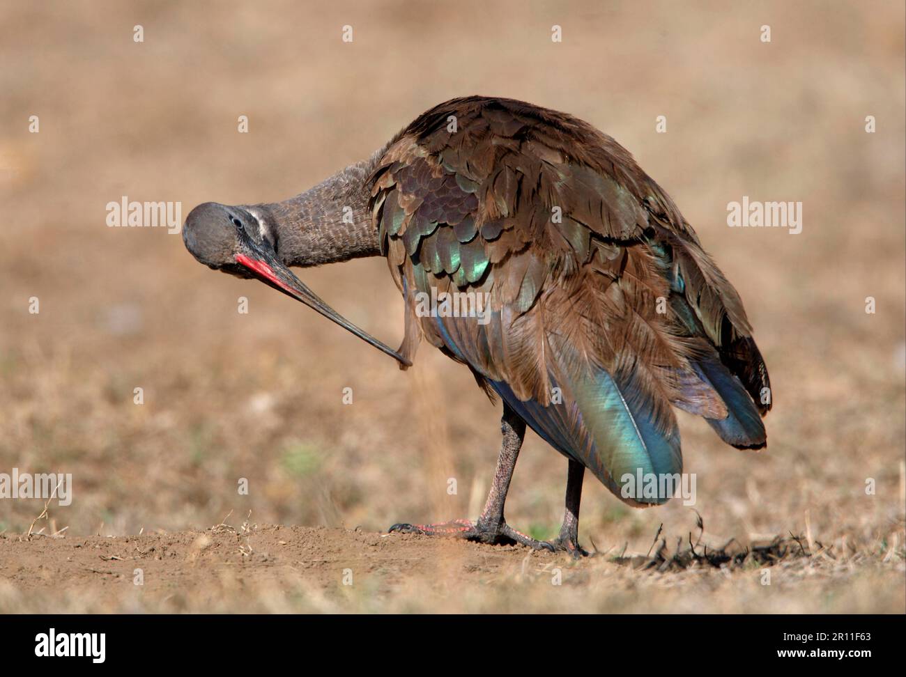 Hadada hadada ibis (Bostrychia hagedash) adult, preening wing covers ...