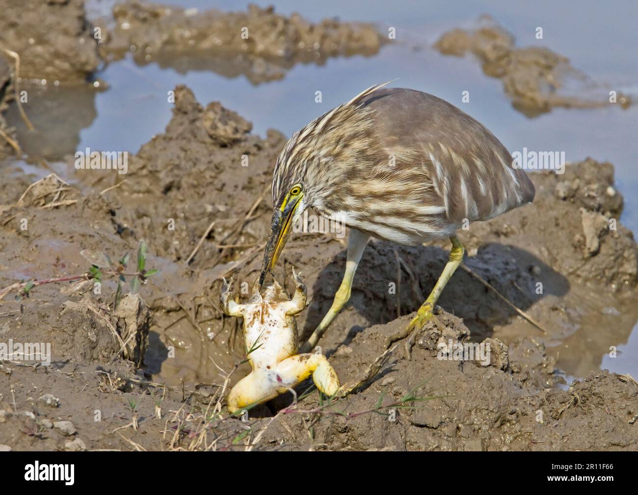 Indian indian pond heron (Ardeola grayii) adult, winter plumage ...