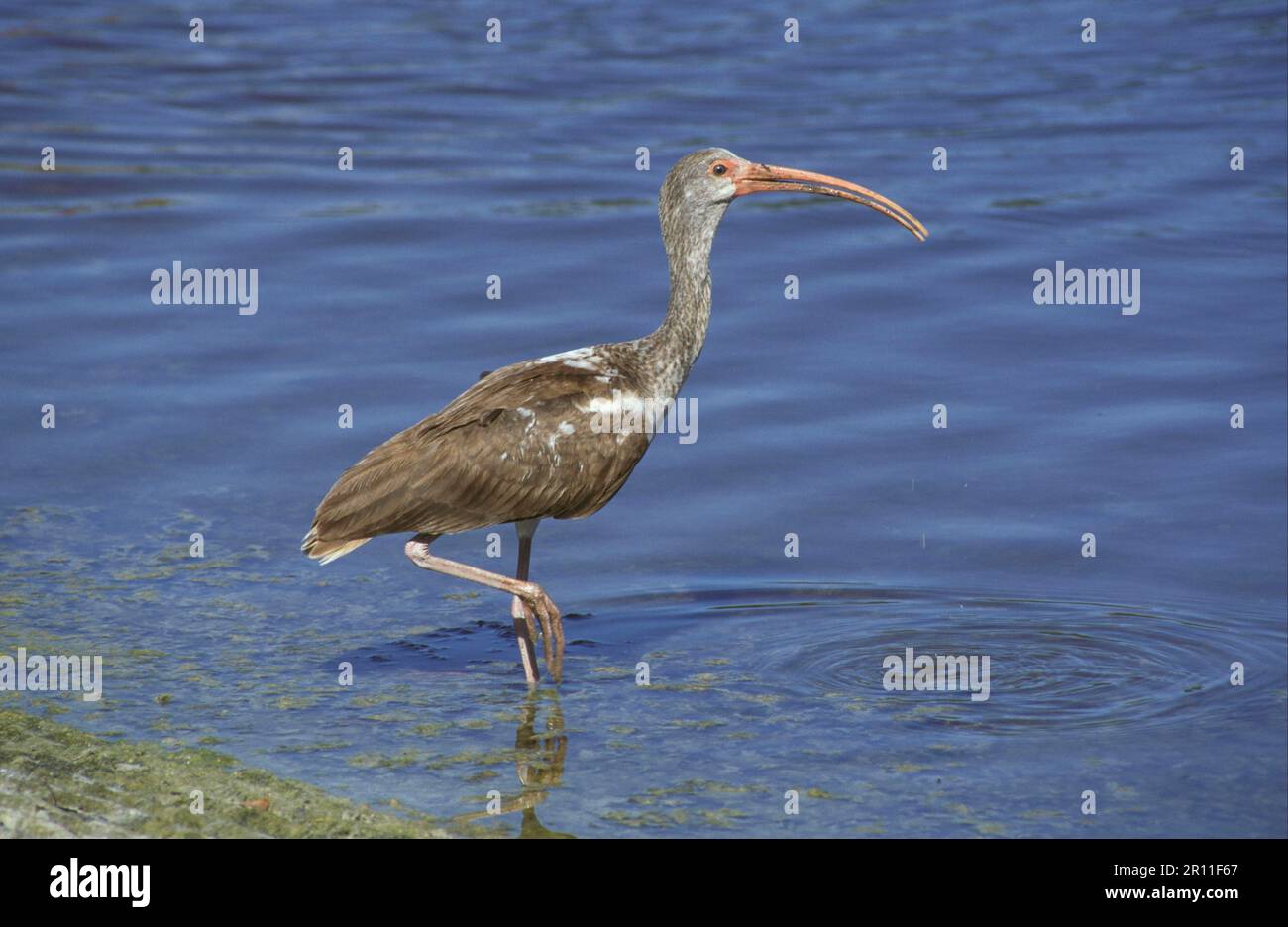 American white ibis (Eudocimus albus), White Ibis, White Ibis, Animals ...