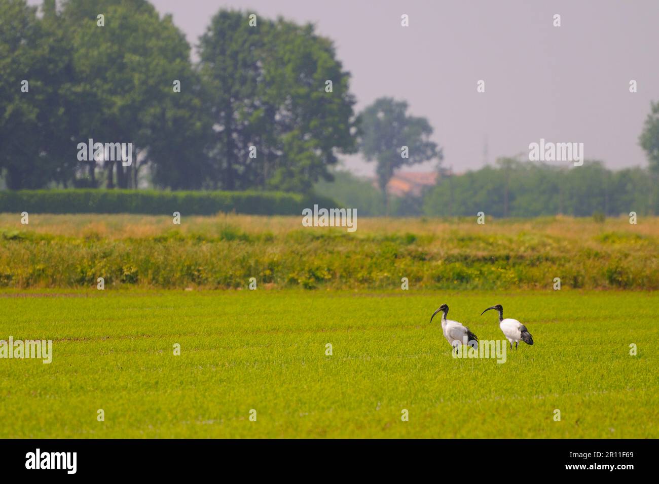 African african sacred ibis (Threskiornis aethiopicus), introduced ...