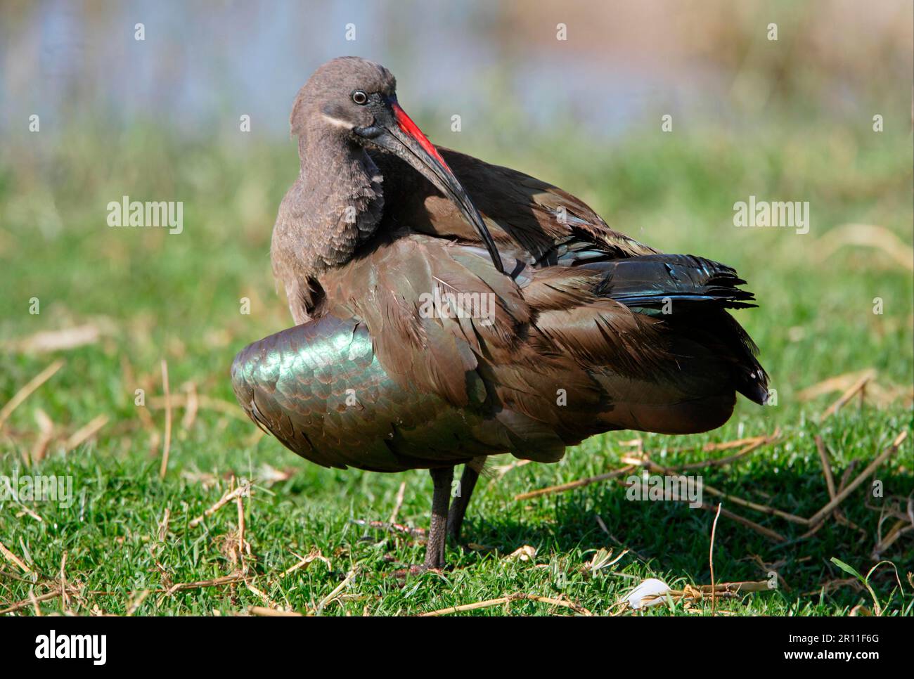 Hadada hadada ibis (Bostrychia hagedash) adult, preening, Lake Awassa ...