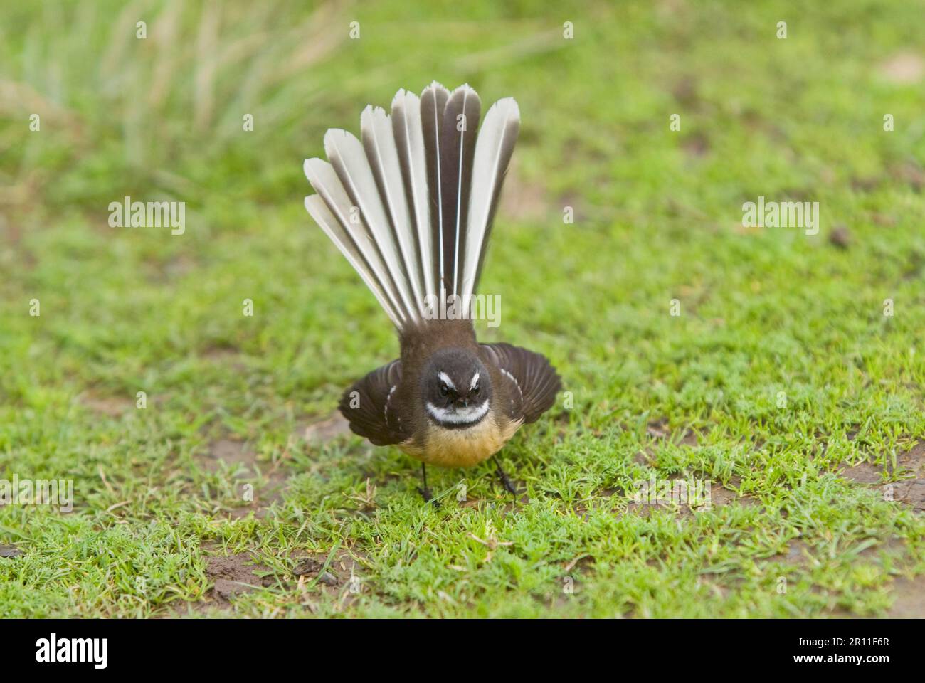 New Zealand Fantail, New Zealand Fantail, New Zealand Fantail, New ...