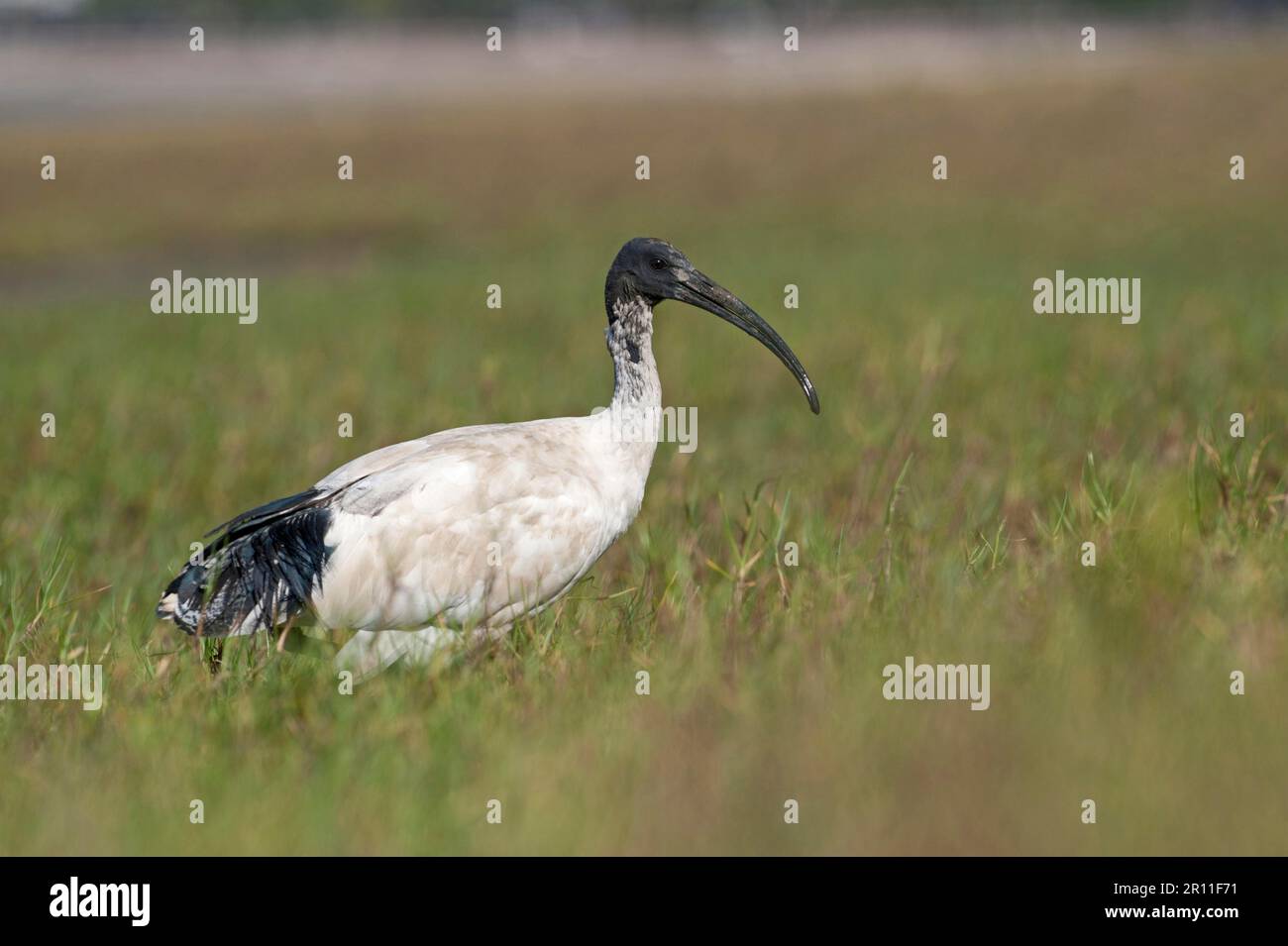Australian white ibises (Threskiornis molucca), Australian Ibis ...