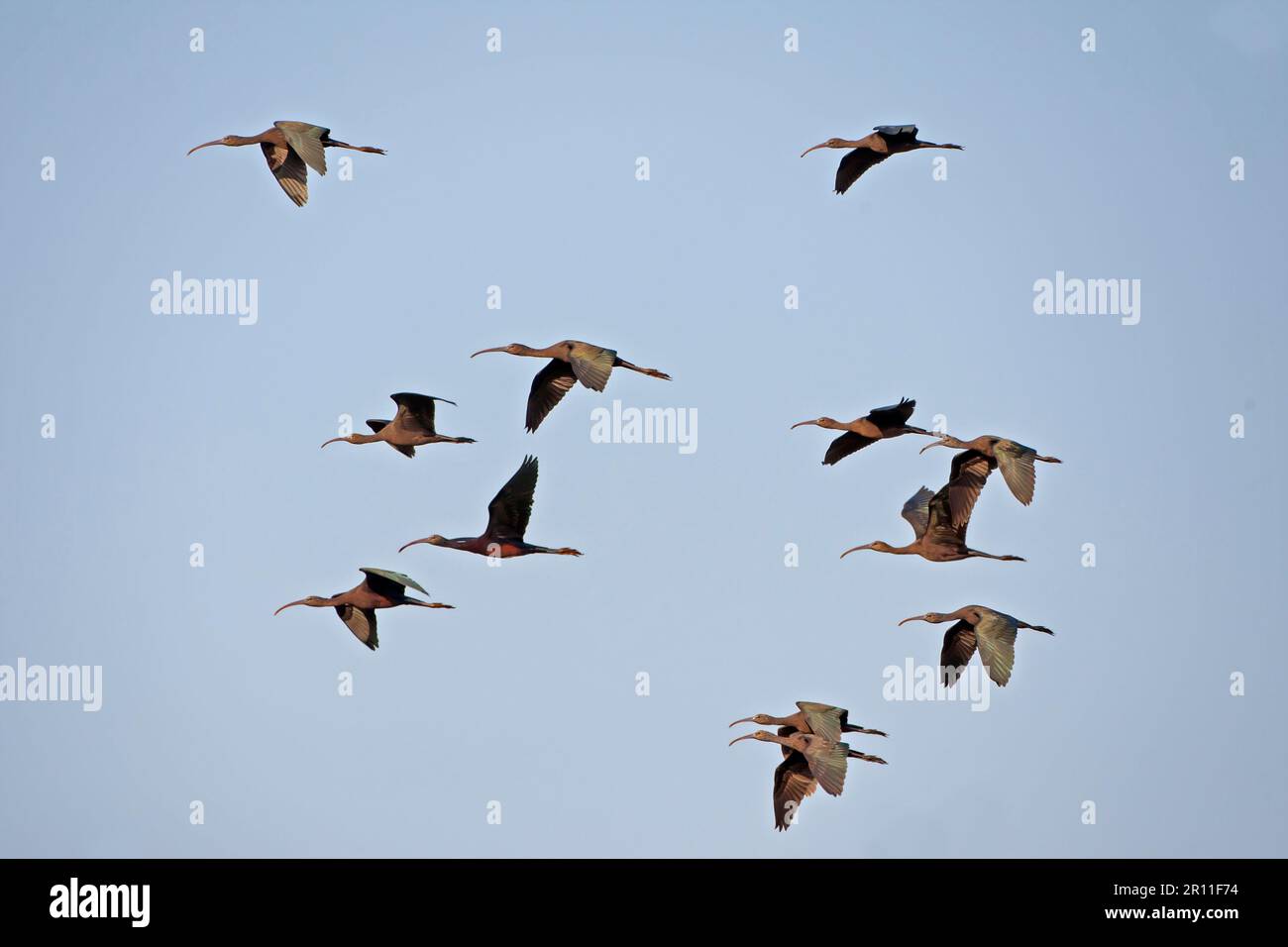 Glossy Ibis (Plegadis falcinellus) flock, in flight, Keoladeo Ghana N ...