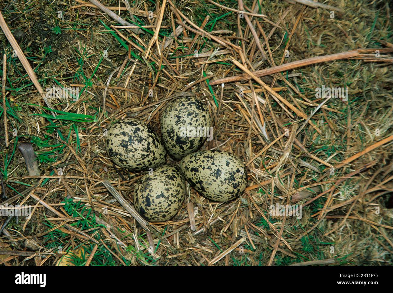 Lapwing egg hi-res stock photography and images - Alamy