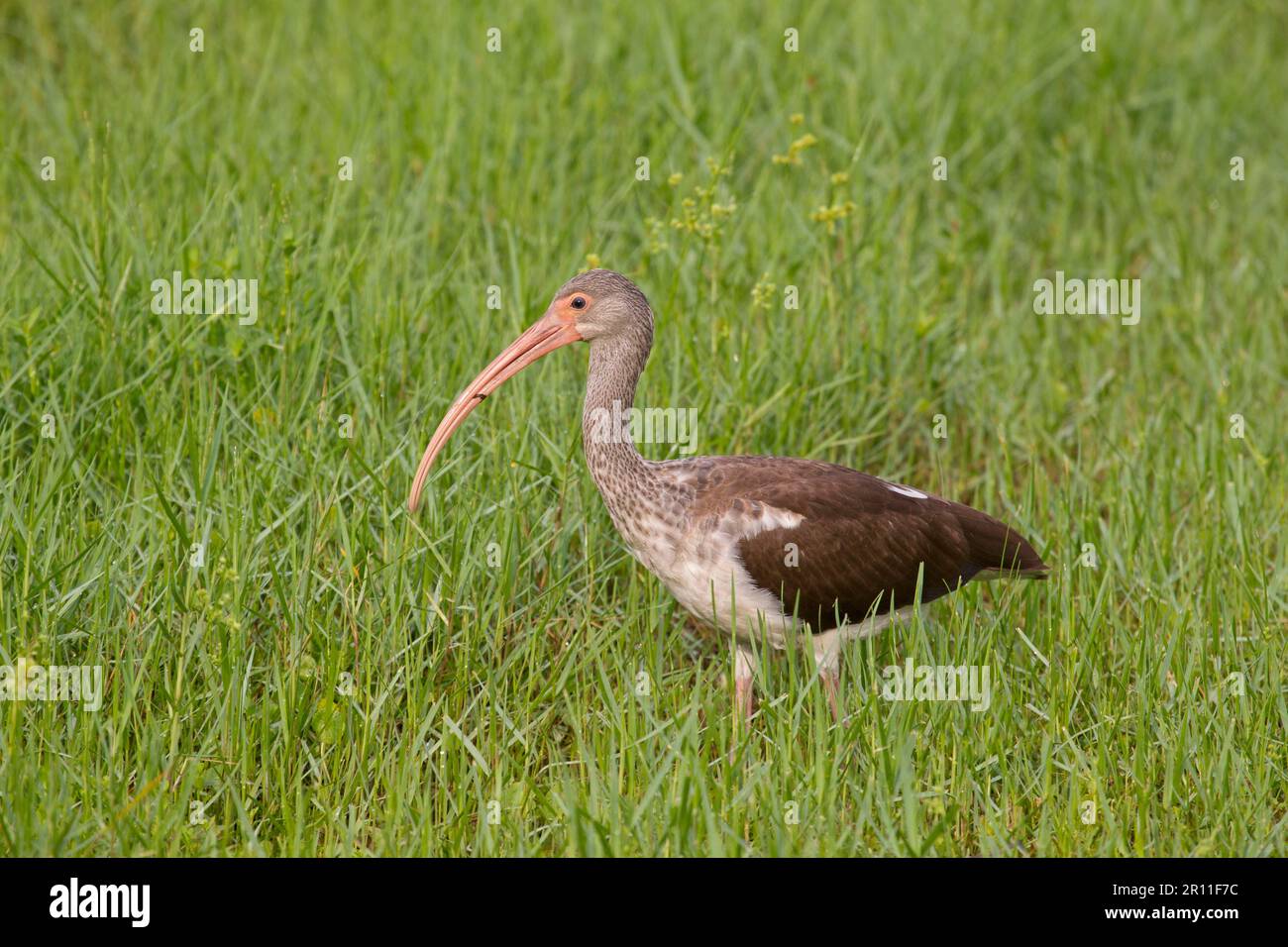American white american white ibis (Eudocimus albus) juvenile, standing ...