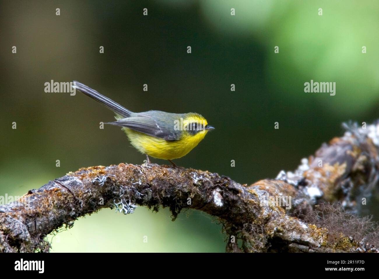 Golden-bellied Fantail, Golden-bellied Fantails, Songbirds, Animals ...