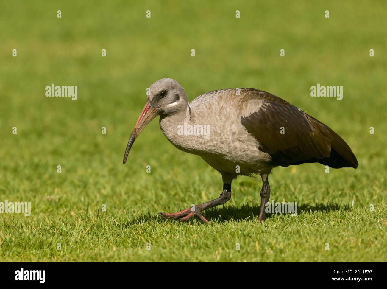 Hadada Ibis (Bostrychia hagedash) adult, walking on grass, Cape Town ...