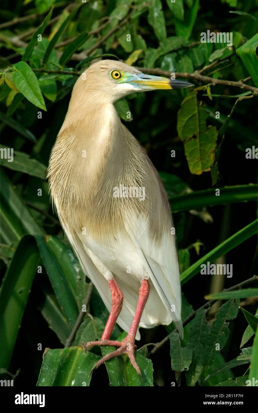 Indian indian pond heron (Ardeola grayii) adult, in breeding plumage ...