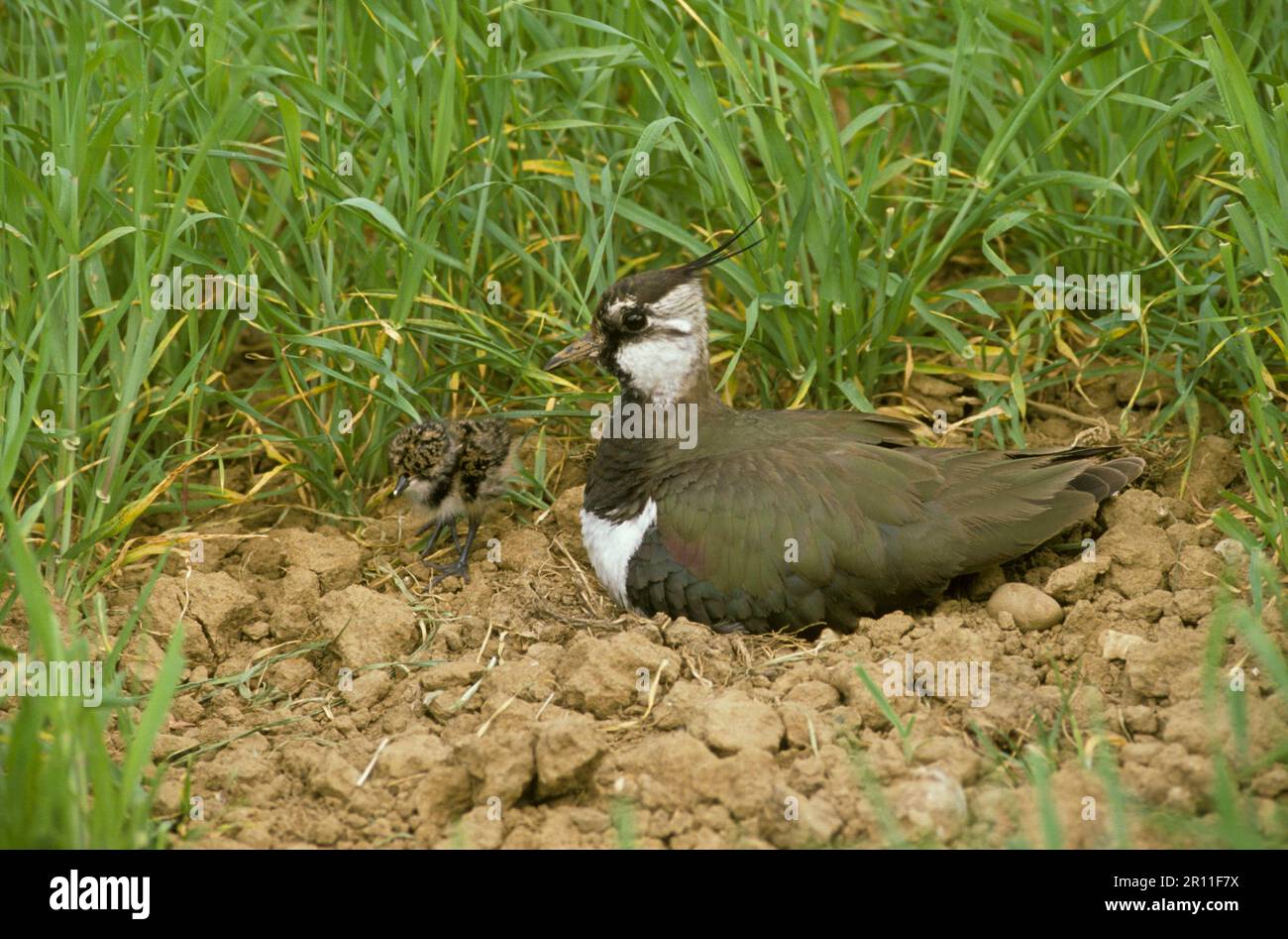 Lapwing (V. vanellus) Close-up, sitting on nest, first chick standing ...