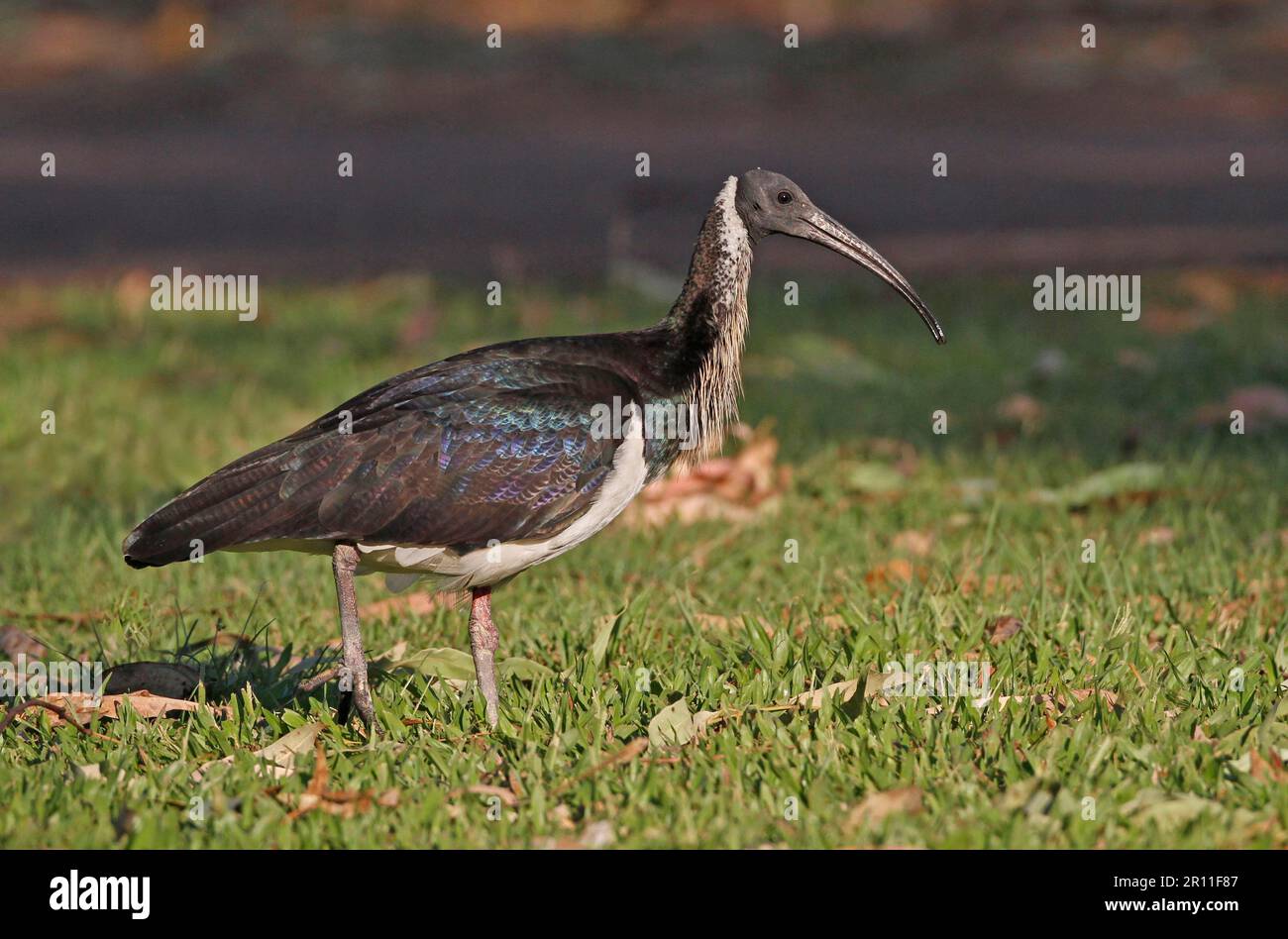 Straw-necked ibis (Threskiornis spinicollis) adult, running on short ...