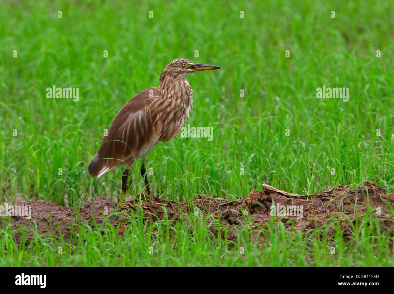 Indian indian pond heron (Ardeola grayii) adult, non-breeding plumage ...