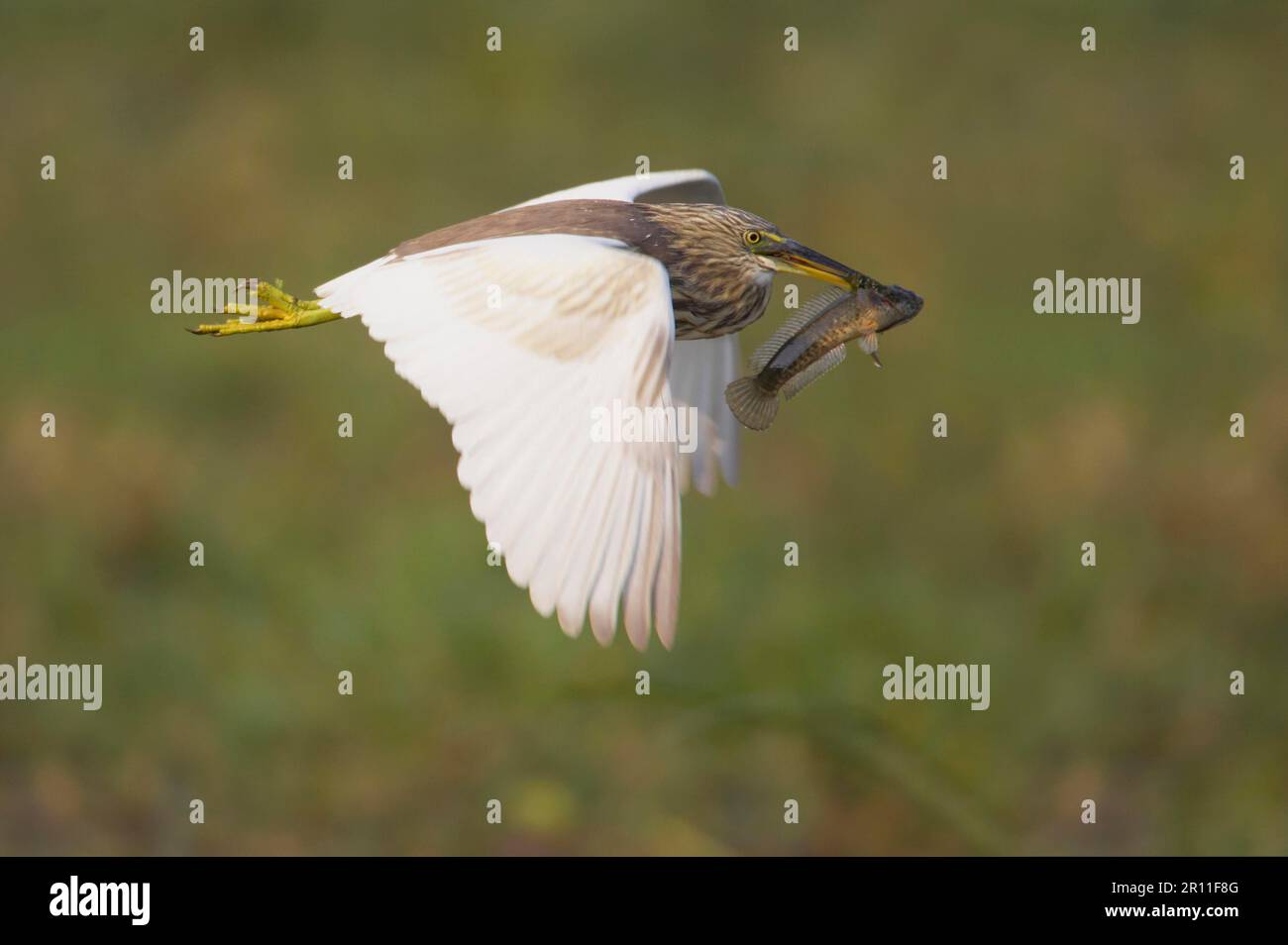 Indian Pond-heron (Ardeola grayii) adult, non-breeding plumage, in ...