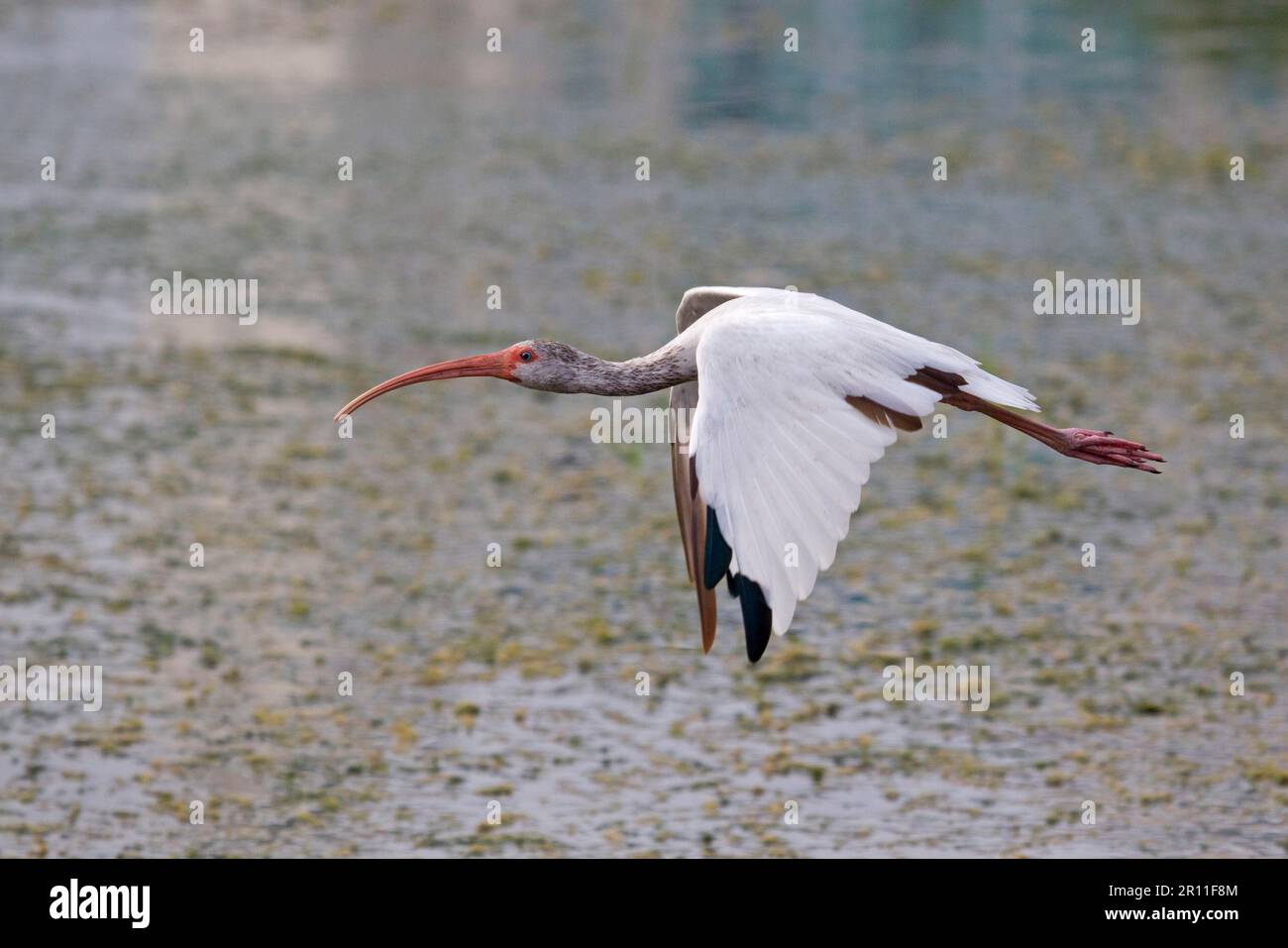 American white american white ibis (Eudocimus albus) immature, in ...