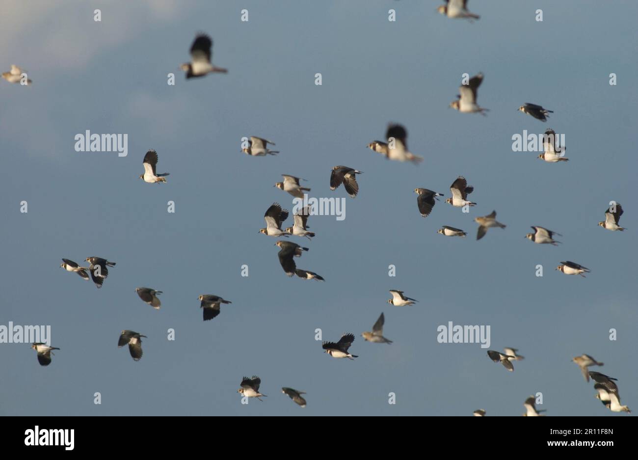 Northern northern lapwing (Vanellus vanellus) Flock in flight, Elmley ...